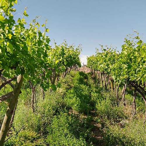 About - Noble Ridge Vineyards & Winery